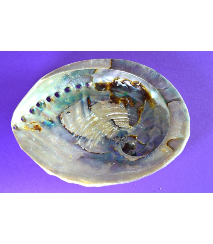 L'abalone est un coquillage naturel pour bruler vos herbes.